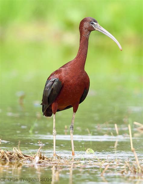 Glossy Ibis Vs White Faced Ibis
