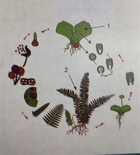 Укажи функції цього складника життевого циклу Школьные Знания Com