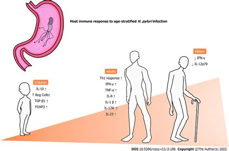 Host Immune Response To Age Stratified Helicobacter Pylori Infection Download Scientific
