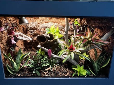 Diy Ball Python Enclosure Rbioactive