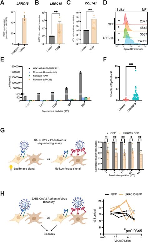 Fibroblast Expressed Lrrc15 Is A Receptor For Sars Cov 2 Spike And