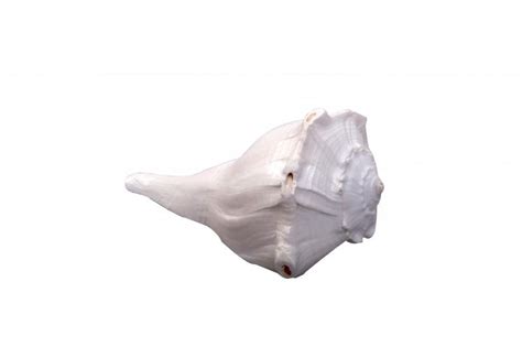 Right Hand Pooja Shell Poompuhar