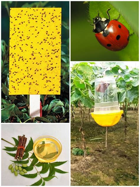 কৃষি বার্তা জৈব বালাই ব্যবস্থাপনার সুবিধা ও সীমাবদ্ধতা সমূহ। ফসলের সুরক্ষা ও উৎপাদন বৃদ্ধির