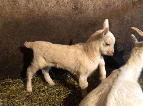 თხის ფერმა დოლა • Added A New • თხის ფერმა დოლა •