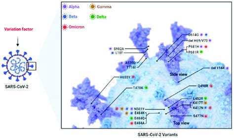 Sars Cov 2 Variants Currently Common Variants Include Alpha Beta