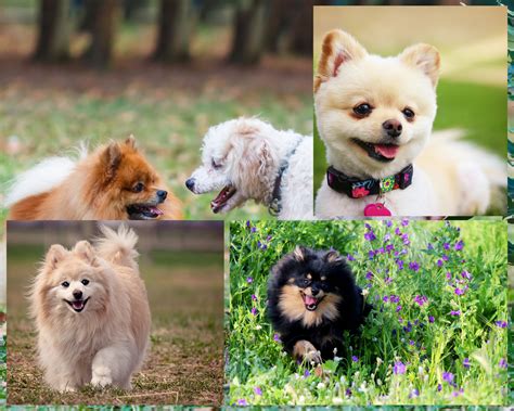 Pomapoo Pomeranian Cross Poodle Everything You Need To Know