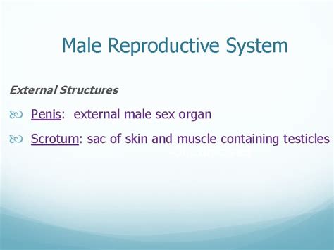Human Reproductive System Male Reproductive System Male Reproductive Human Reproductive System Male Reproductive System Male Reproductive
