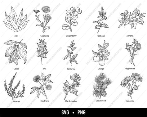 Herb Svg Bundle Kitchen Svg Herb Svg Farmhouse Svg Lavender Svg Herb Svg Bundle Kitchen Svg Herb Svg Farmhouse Svg Lavender Svg