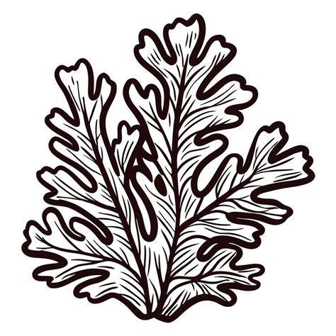 Detailed Black And White Of Seaweed With Intricate Patterns 61887340
