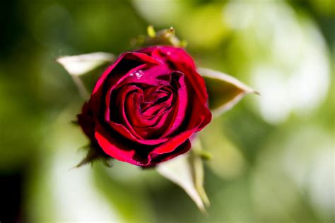 무료 이미지 자연 사진술 꽃잎 장미 꽃 녹색 빨간 정경 식물학 담홍색 플로라 닫다 옥외 영국 7d