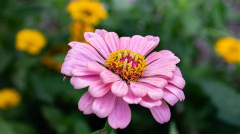 Tara Bartle On Linkedin Did You Know The Phrase April Showers Bring May Flowers Can Be Traced