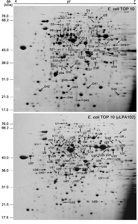 Proteomics Analysis Of Recombinant E Coli Expressing Z Mobilis Pdc