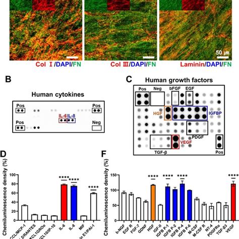 Characterization Of Ecm And Ccm Components A Immunofluorescence Download Scientific Diagram