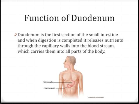 Ppt Digestive System Powerpoint Presentation Free Download Id 2490644