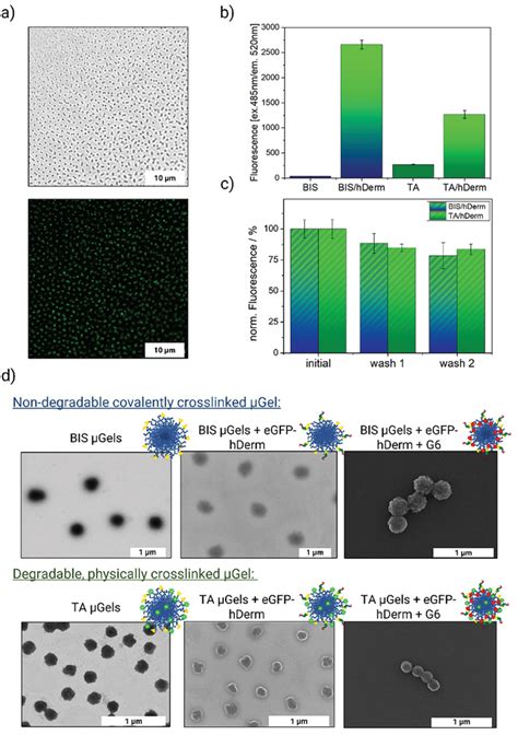 Characterization Of Microgel Anchor Peptide Conjugates And Microgel Download Scientific Diagram