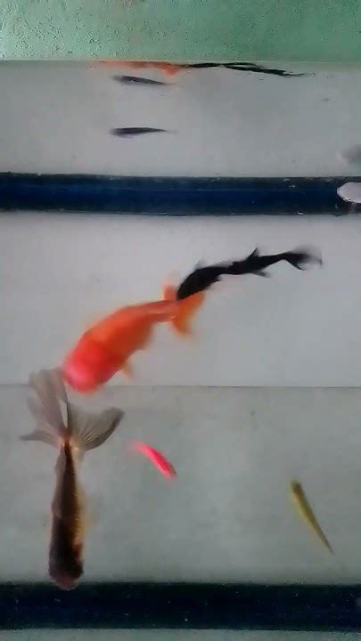 Pecesitos🤫 Youtube