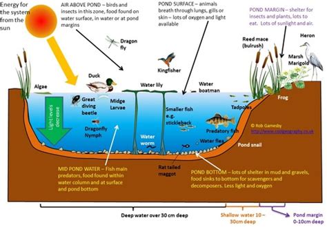 Ecosystems Flashcards Quizlet