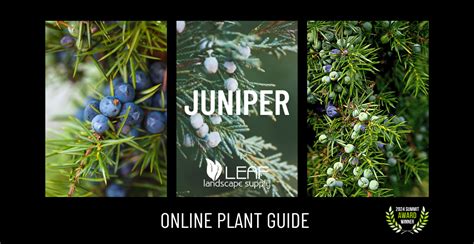 Online Plant Guide Planting And Caring For Juniper Spartan A Landscapers Guide Leaf