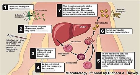 Life Cycle Malaria Diagram Quizlet