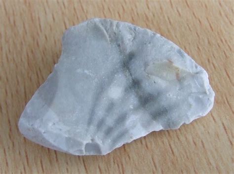 Fossil Fossil ID The Fossil Forum Fossil Fossil ID The Fossil Forum