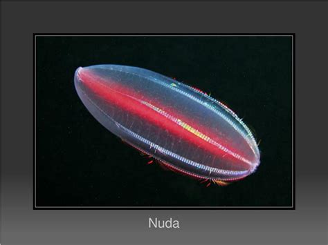 Ppt Comb Jellies Phylum Ctenophora Powerpoint Presentation Free Download Id2407832