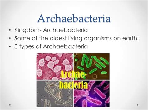 Ppt Bacteria Powerpoint Presentation Free Download Id 2845083