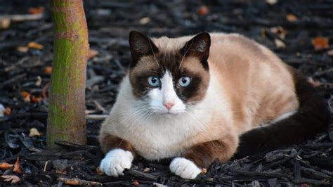 Conheça 30 Raças Distintas De Gatos E As Suas Origens