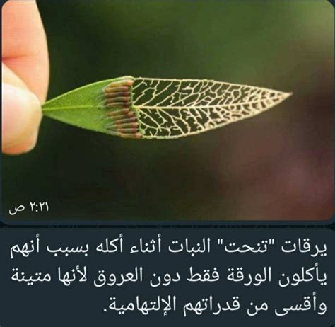 ปักพินโดย Dijla Alnasri ใน حكايات