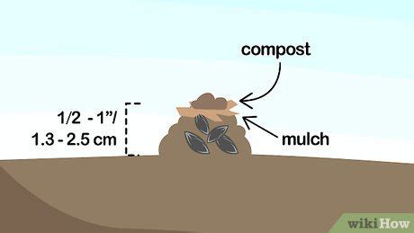 3 Ways To Grow Squash WikiHow Life