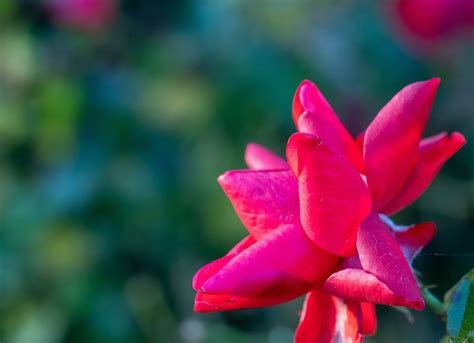 꽃 국화 블 룸 Pixabay의 무료 사진 Pixabay