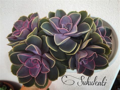 მზის ყვავილები