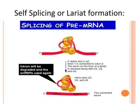RNA Processing Post Transcriptional Modifications Splicing Capping Poly A Tail RNA Editing