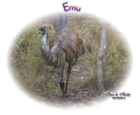 Featherless Emu