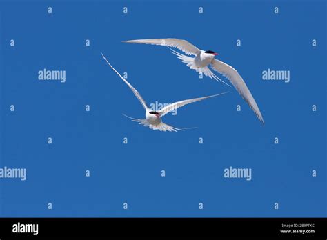 Common Tern In Migration In The Sky During Spring Seaside Activity