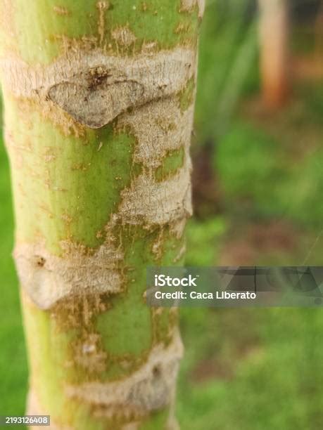 파파야 나무 줄기 의 줄기를 보여주며 거친 질감과 부드러운 녹색에서 밝은 갈색까지 다양한 색상을 가지고 있습니 0명에 대한 스톡 사진 및 기타 이미지 Istock
