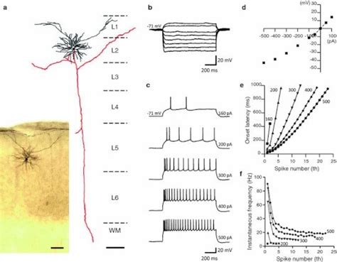 A Representative Layer 2 Pyramidal Neuron In Bf With A Typical Rs Download Scientific Diagram