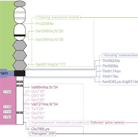 Granulocyte Colony Stimulating Factor Receptor Perturbations In Download Scientific Diagram