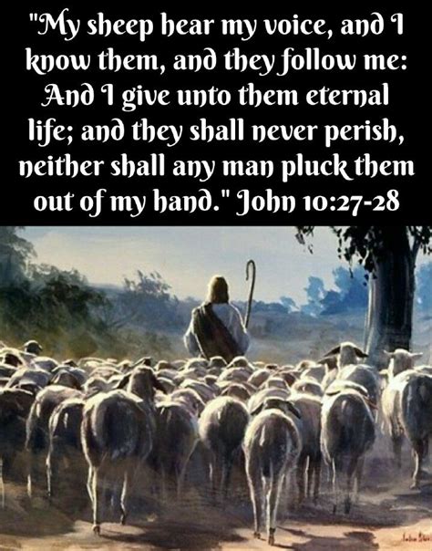 John 1027 28 Kjv My Sheep Hear My Voice And I Know Them And They