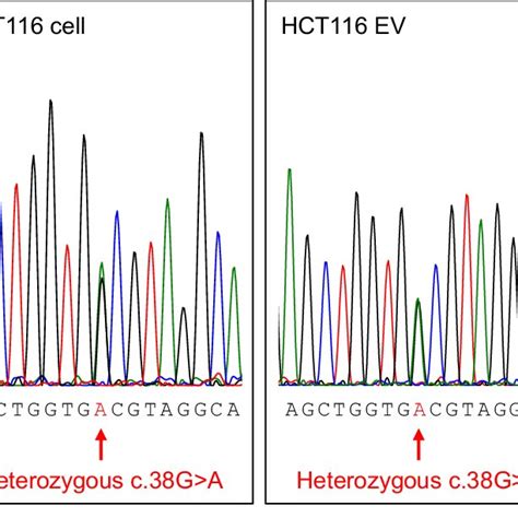 Kras Mutations Are Present In Extracellular Vesicle Ev Dna From The