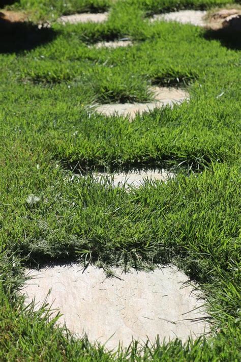 Path Of Stepping Gray Brown Stepping Stones In Green Grass Front Focus Stock Image Image Of