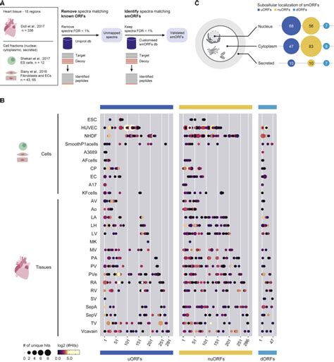 A High Resolution Map Of Human Rna Translation Molecular Cell