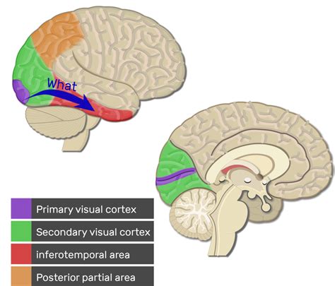 What Part Of The Brain Controls Visual Processing