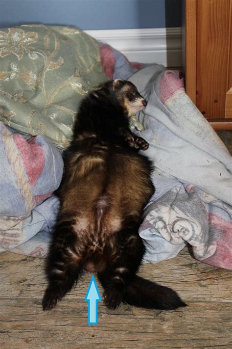 Sexing Your Ferret Holistic Ferret Forum