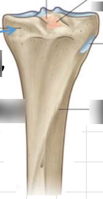 Posterior Tibia Diagram Quizlet Posterior Tibia Diagram Quizlet