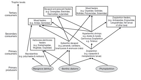 Conceptual Model Of Trophic Pathways From Primary Producers To Small