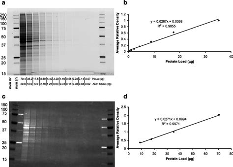 western blot validation with stain free gel technology a and c images