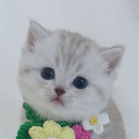 브리티쉬숏헤어 아호 퍼스트캣ㆍ24시 고양이분양ㆍ전국 안심홈서비스