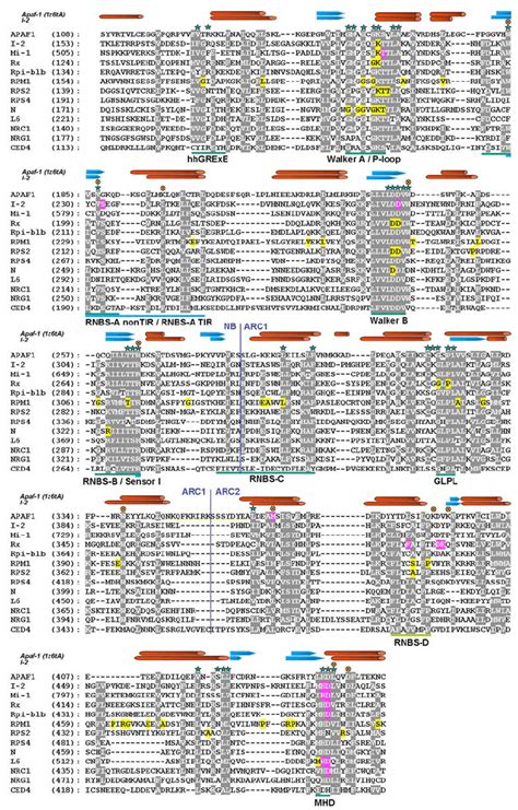 Structure Based Multiple Sequence Alignment Of The Nb Arc1 And Arc2