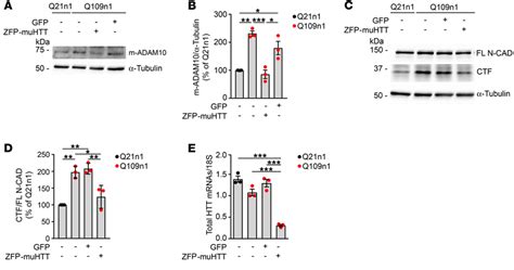 Mutant Htt Suppression Prevents Increased Levels Of M Adam10 And N Cad