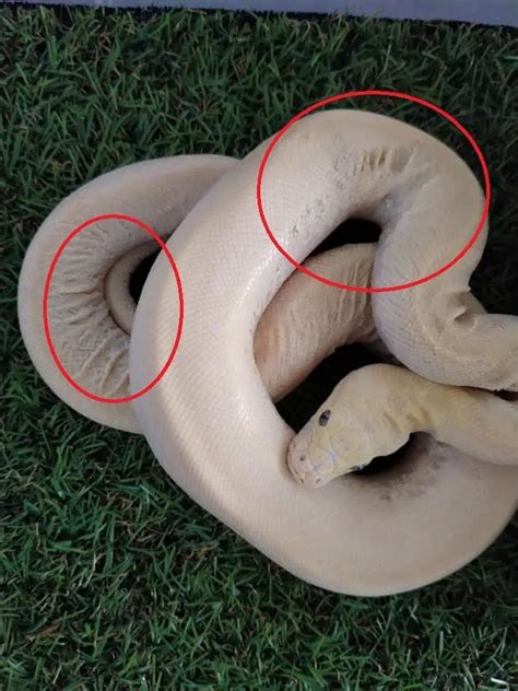 Dehydrated Ball Python Symptoms Causes Treatment And Prevenntion